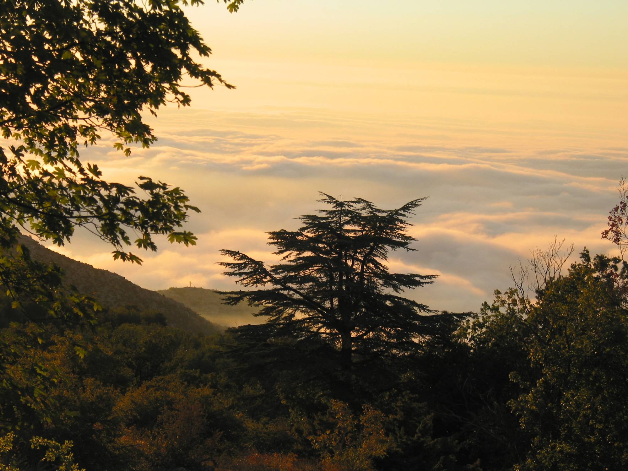 Horsh Ehden Nature Reserve