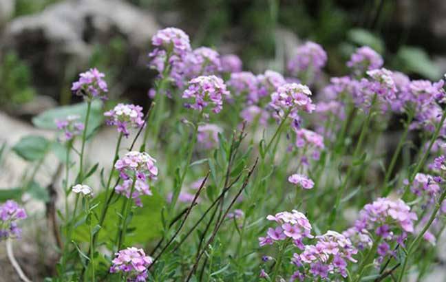Bikfaya Flower and Spring Festival