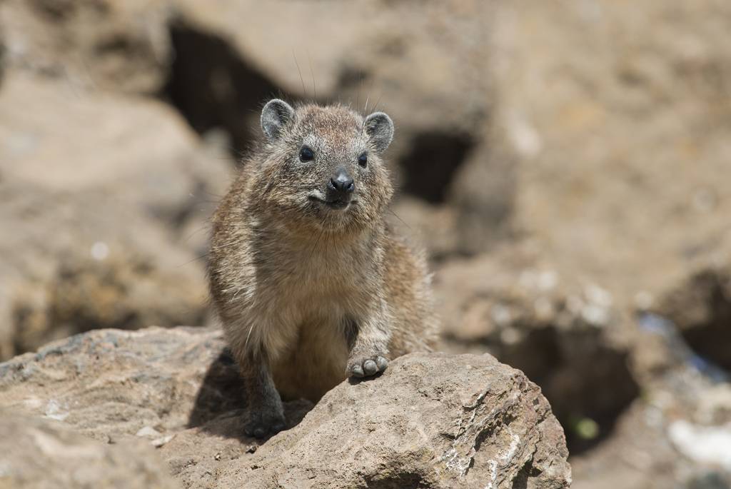 Six Interesting Animals You Can Find in Lebanon