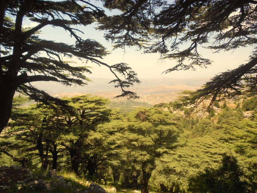 24 Hours in Beirut with Jackson Allers