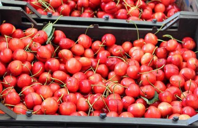 The 18 Fruits You Must Eat in Lebanon This Summer