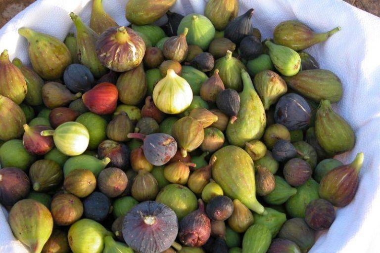 The 18 Fruits You Must Eat in Lebanon This Summer