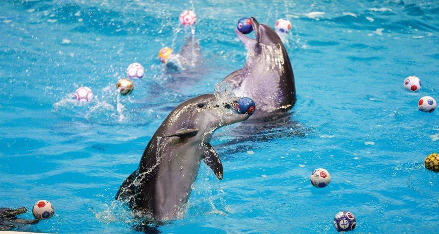 Petition to Stop Cirque Du Liban from Bringing Abusive Dolphin Show to ...