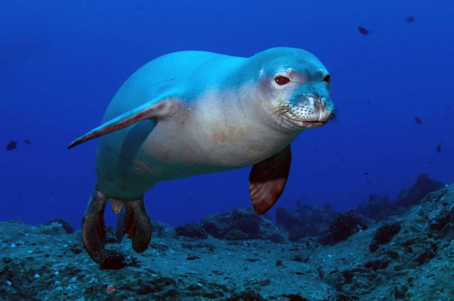 11 Animal Species That You Probably Didn't Know Exist In Lebanon