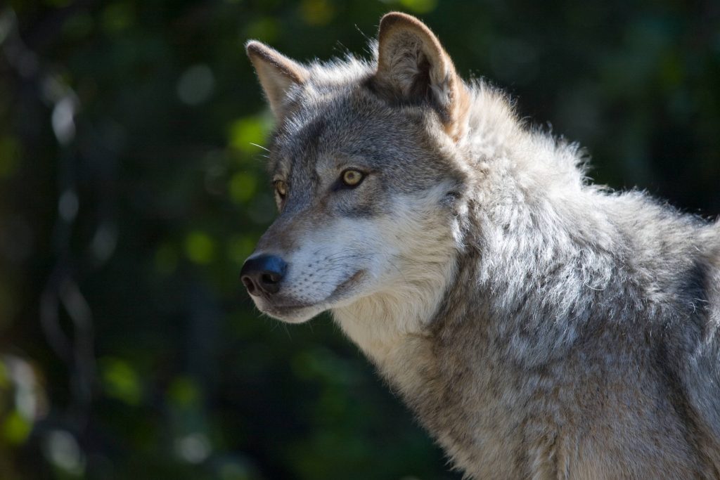 11 Animal Species That You Probably Didn't Know Exist In Lebanon