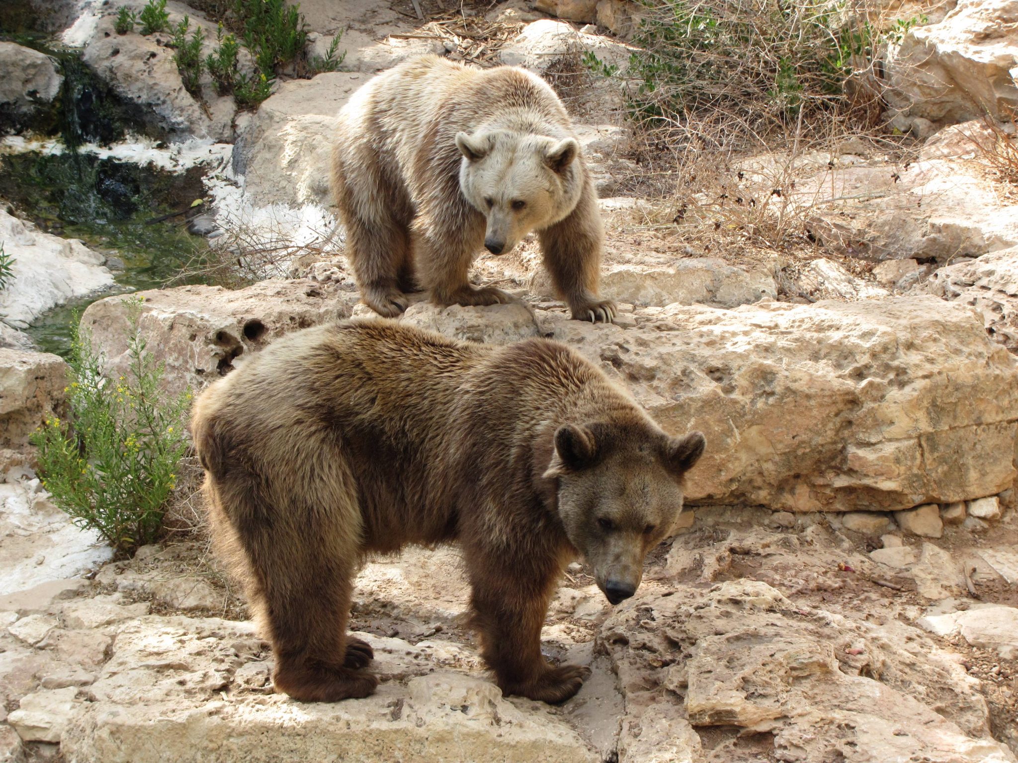 11 Animal Species That You Probably Didn't Know Exist In Lebanon