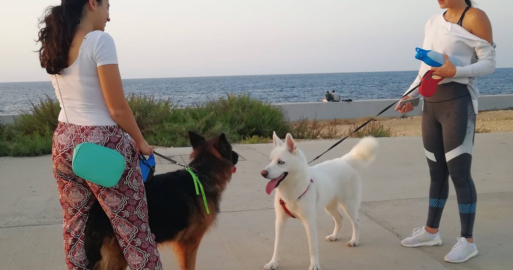 10 Things Crazy Dog Lovers Do In Lebanon