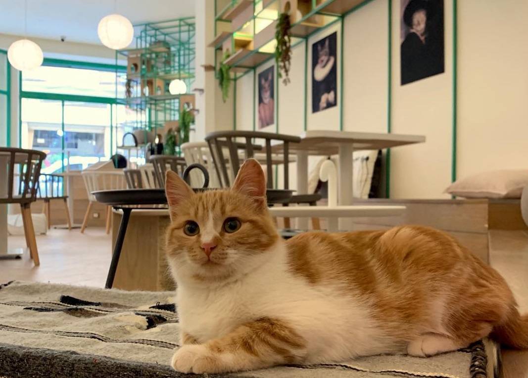 29 Random Things You Didn't Know Existed In Lebanon