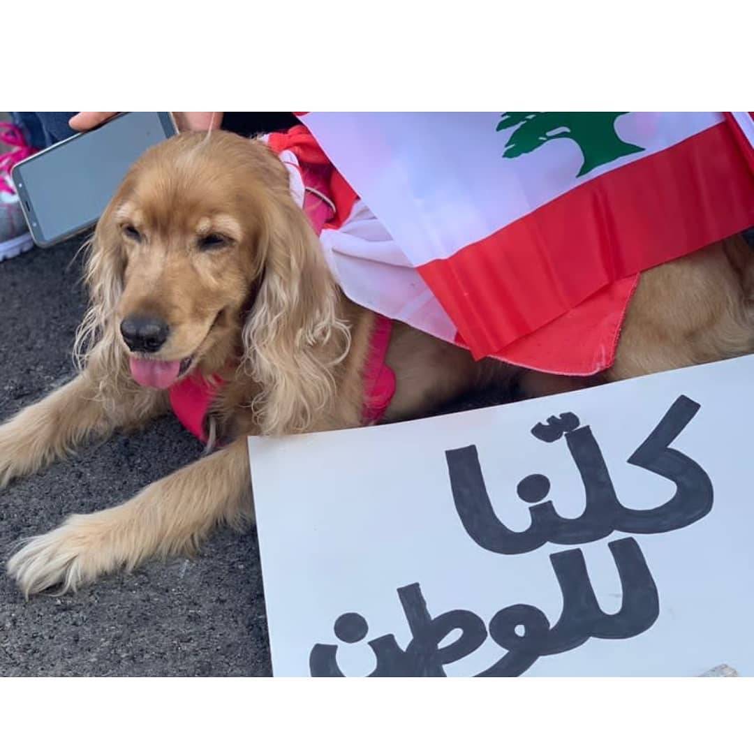 11 Adorable Dogs From The Lebanese Revolution