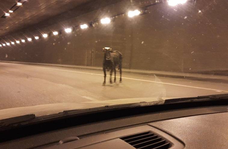 Stray Calf Causes Morning Traffic Jam In Airport Tunnel