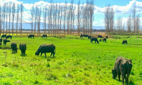 Ammiq Wetland: The Must-Visit Land of Water Buffalos in Bekaa