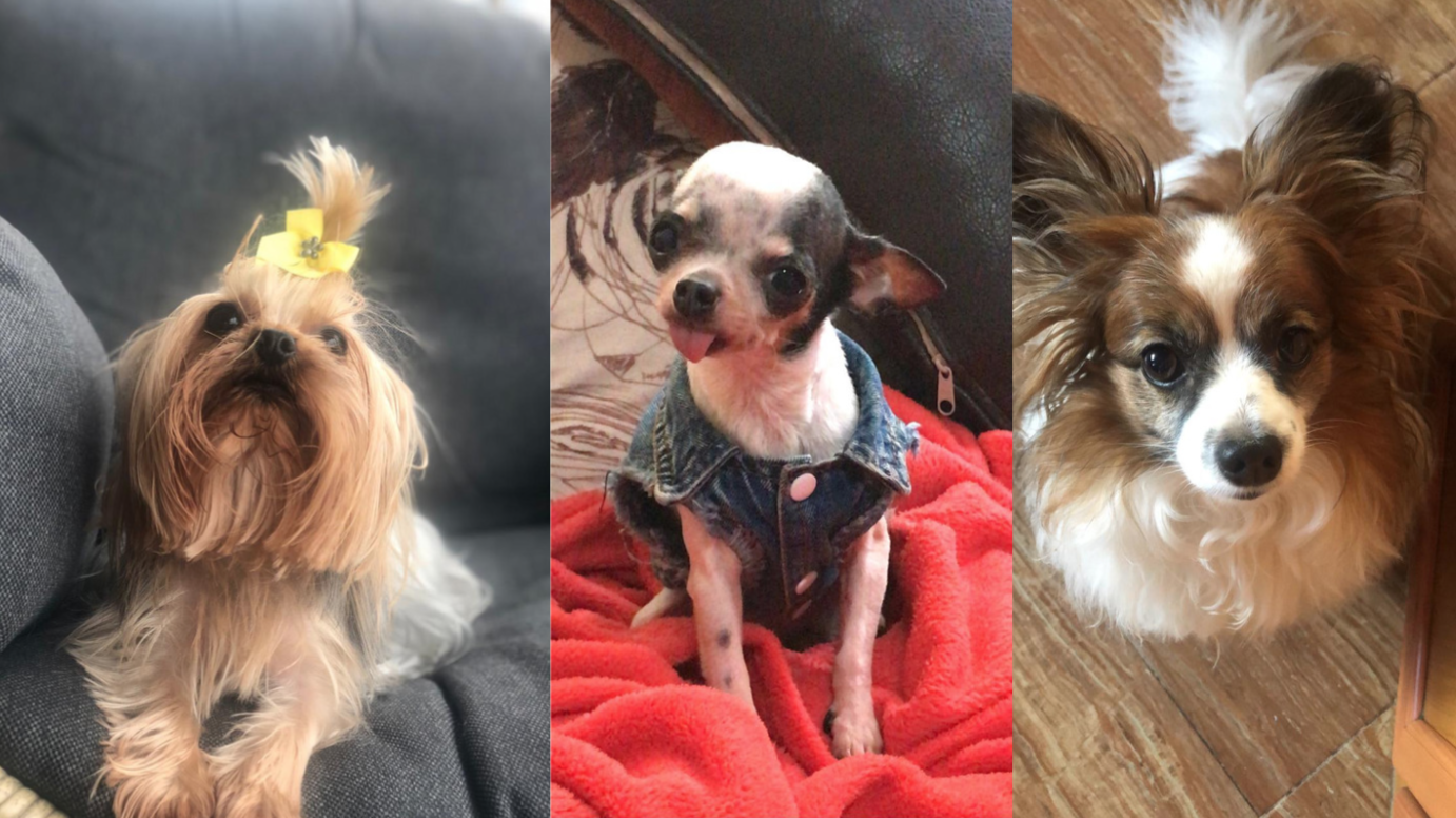 18 Adorable Photos Of Lebanese Pets To Cleanse Your Timeline