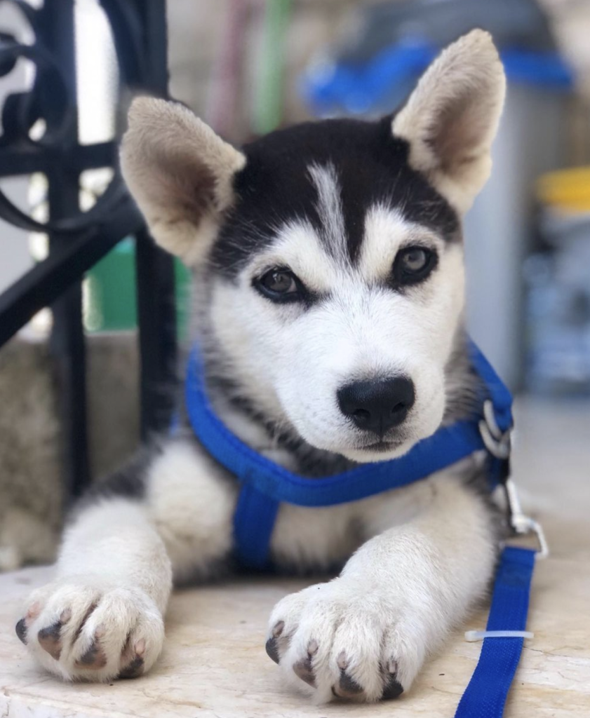 30 Dog Influencers Taking Over Lebanese Instagram