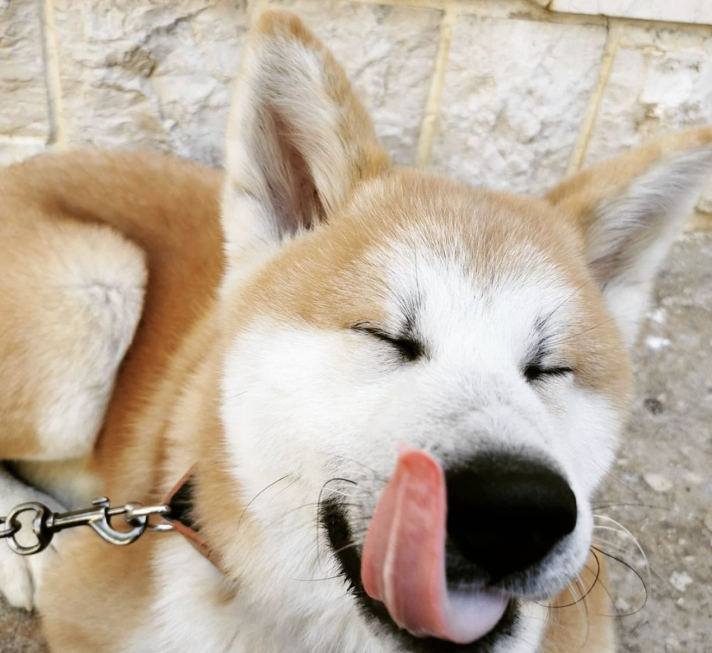 30 Dog Influencers Taking Over Lebanese Instagram