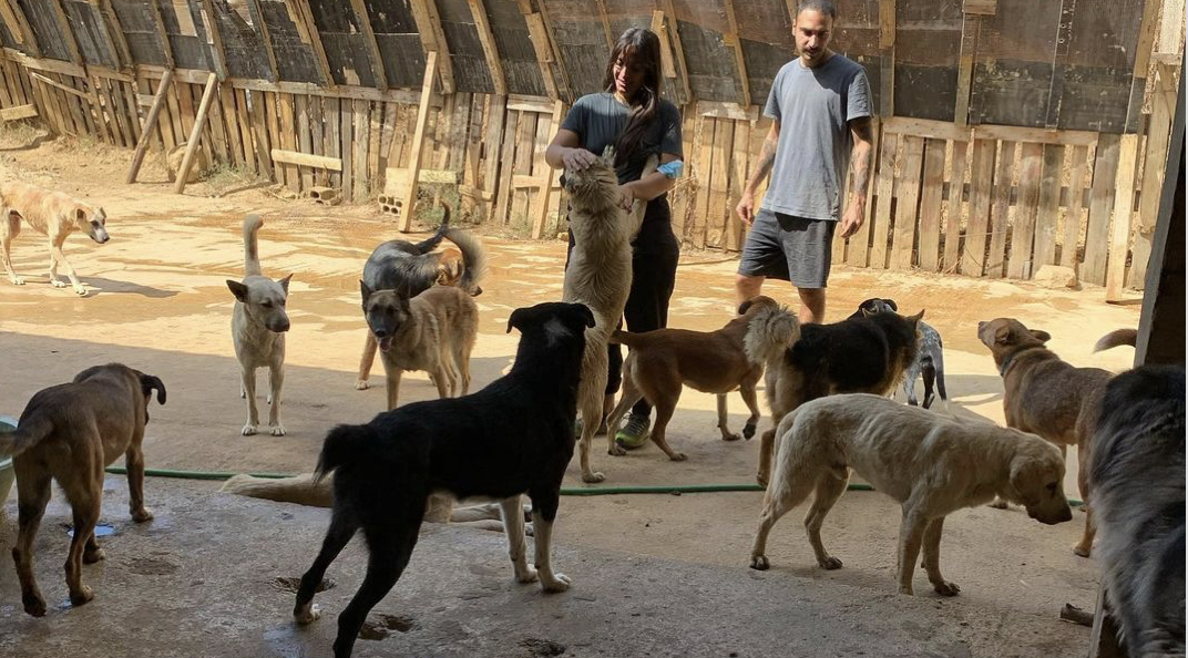 Economic Collapse Threatens Rescued Dogs In Lebanon
