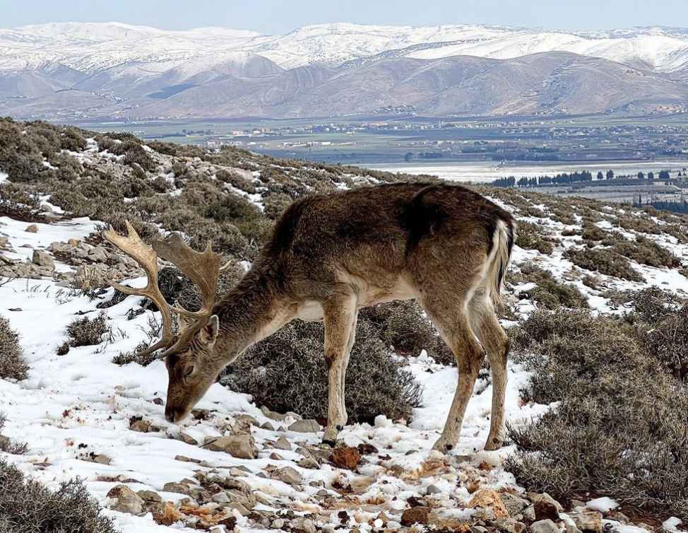 Incredible: Photos Of Majestic Deer In Lebanon's Snow