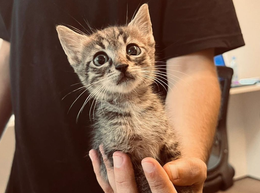 10 Animal Rescue Organizations That Need Support