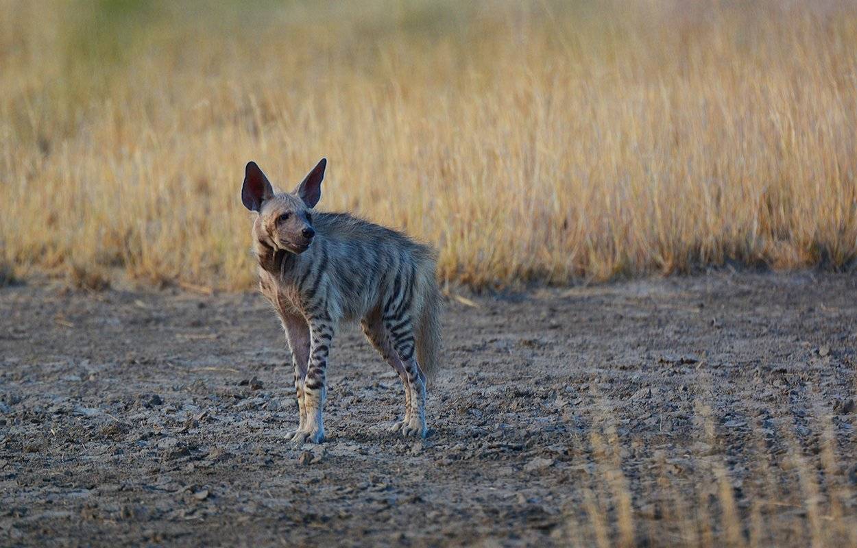 What is Lebanon's National Animal? Meet the Striped Hyena
