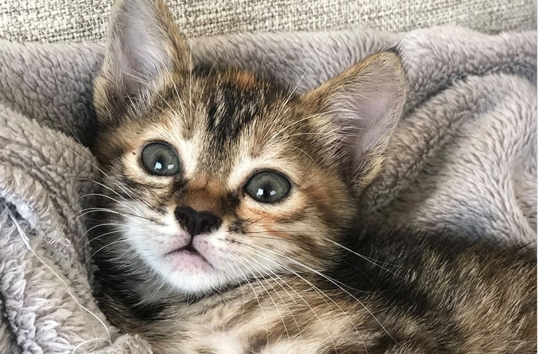12 Adorable Pups and Cats Currently Up For Adoption