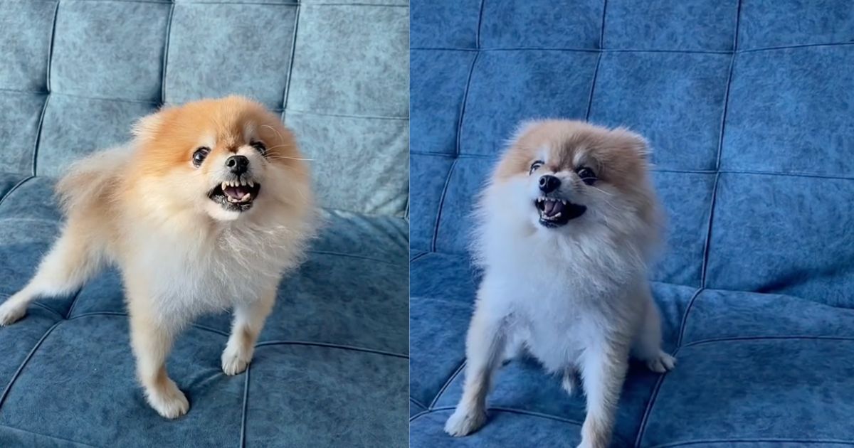Meet Lego, The Cutest (And Angriest) Pomeranian In Lebanon » Beirut.com