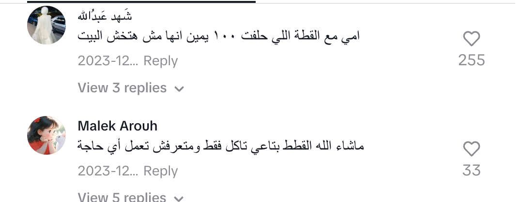 This Lebanese Cat Went Viral For The Cutest Reason » Beirut.com