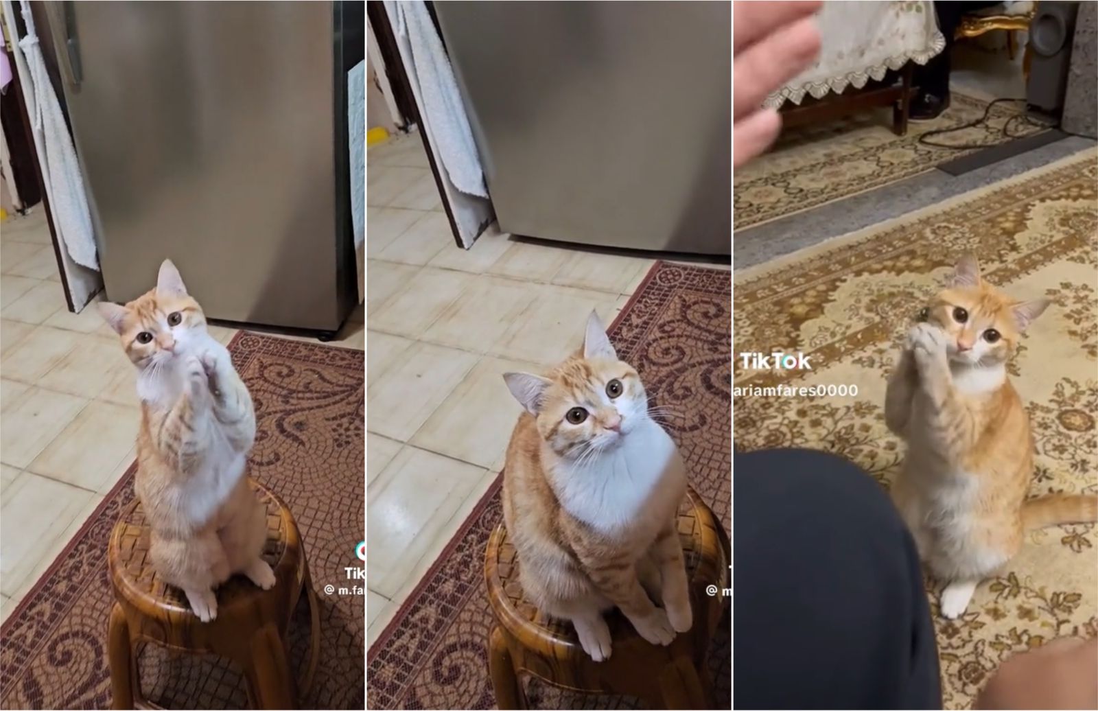 This Lebanese Cat Went Viral For The Cutest Reason » Beirut.com