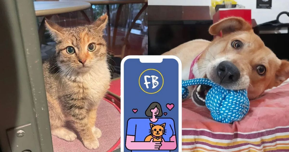New App Helps You Find Thousands Of Adoptable Pets In Lebanon » Beirut.com