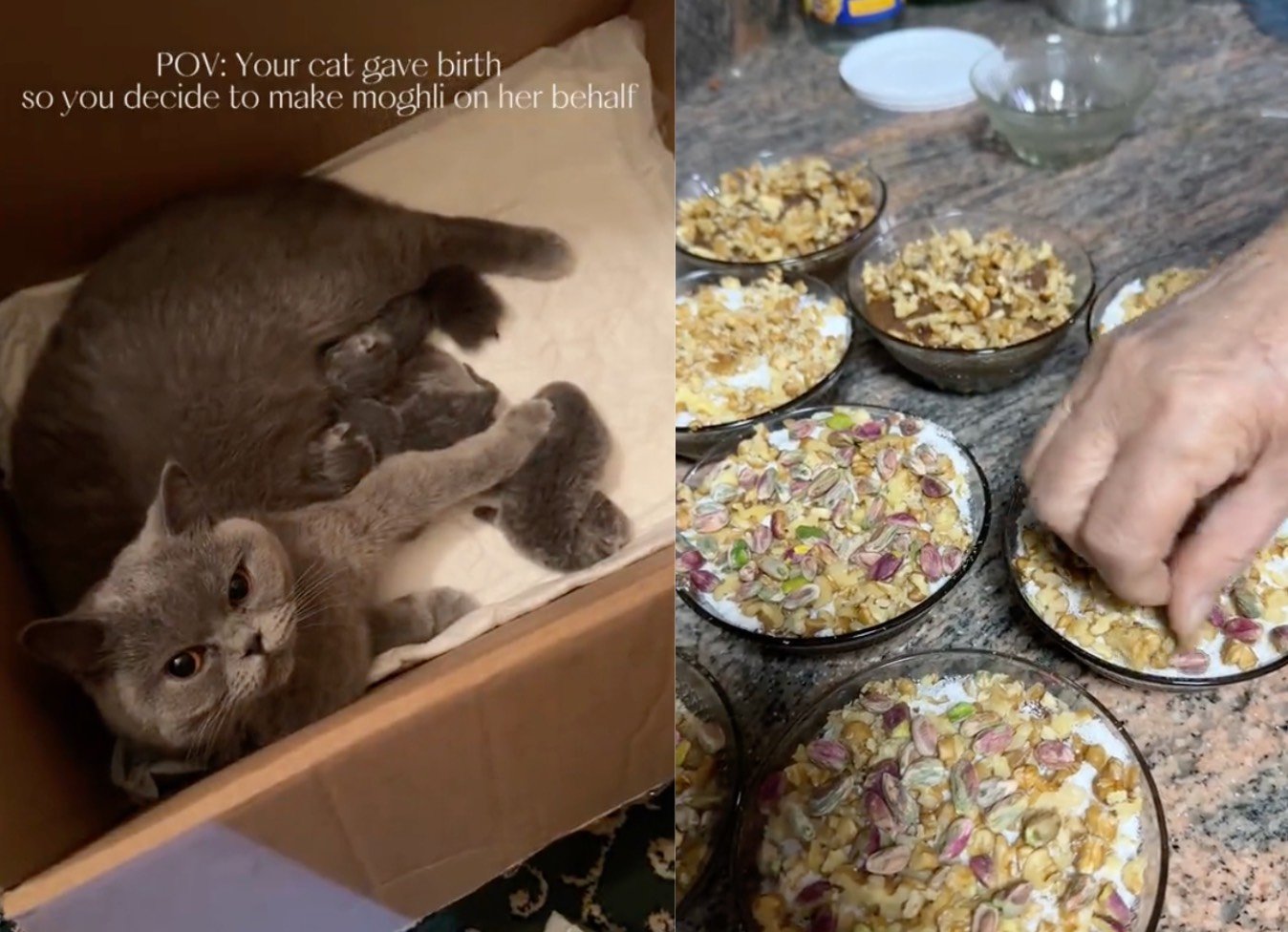 Lebanese TikToker Celebrates New Kittens With Meghli In Hilarious Video ...