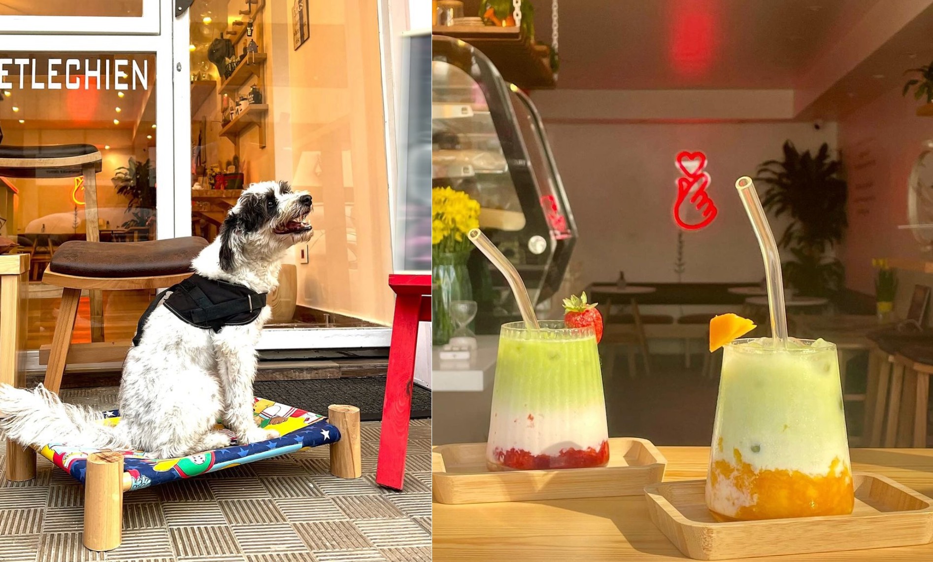 Adorable New Dog Café Opens in Lebanon » Beirut.com
