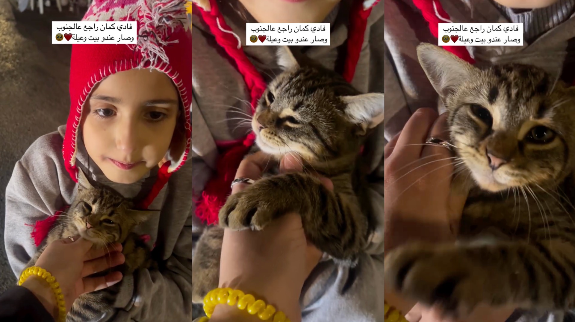 Meet Fadi, the Cat Who Found Love and a Home in Jnoub » Beirut.com