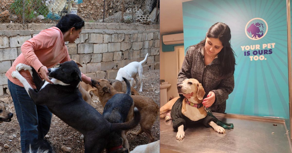 Help 50+ Dogs in Lebanon Have a Better Future This Christmas! » Beirut.com