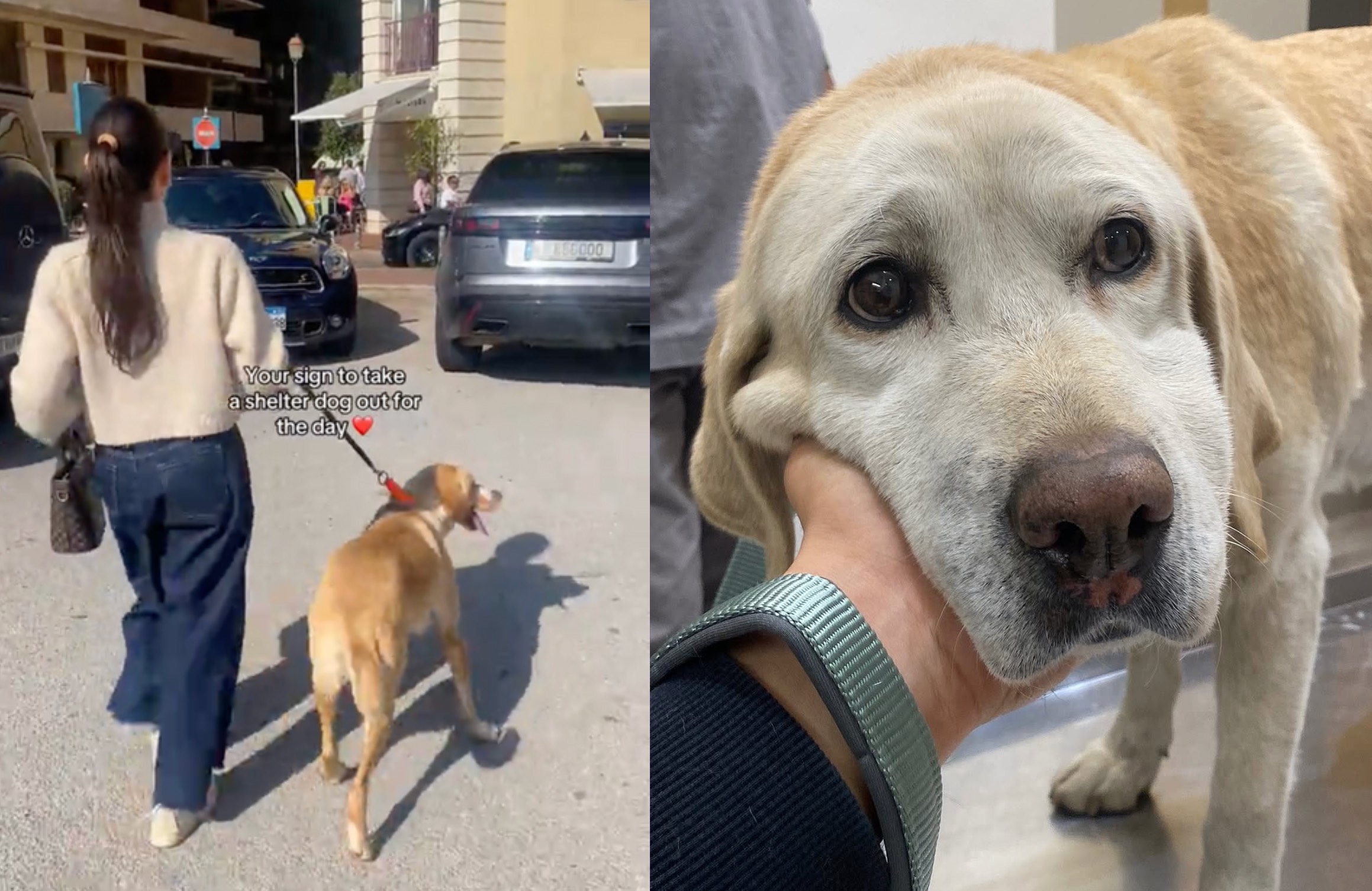 Here's How You Can Spend the Day With a Shelter Dog in Lebanon » Beirut.com