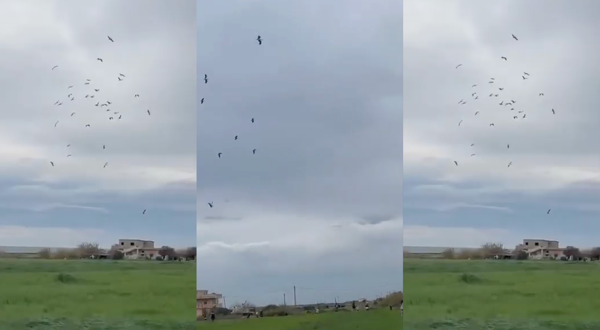 Outrage as Viral Video Shows Massacre of Migratory Birds in Akkar ...