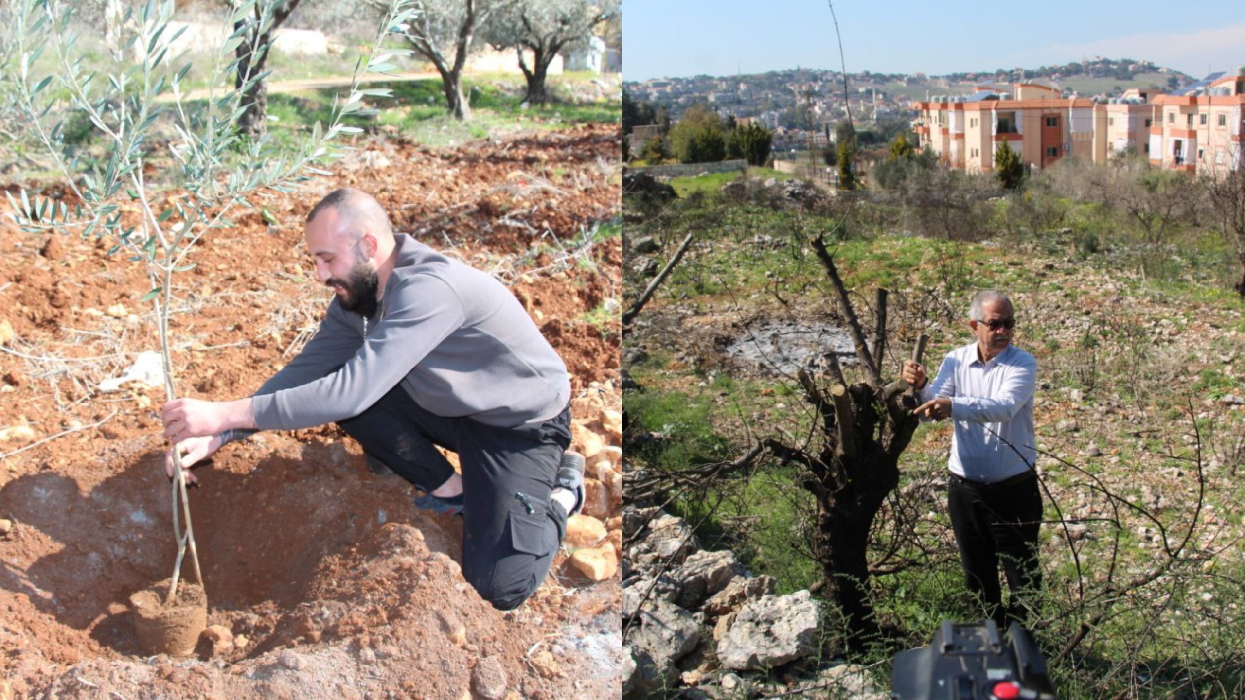 Hope Takes Root: Arab Initiative Plants 2000 Olive Trees in Jnoub ...