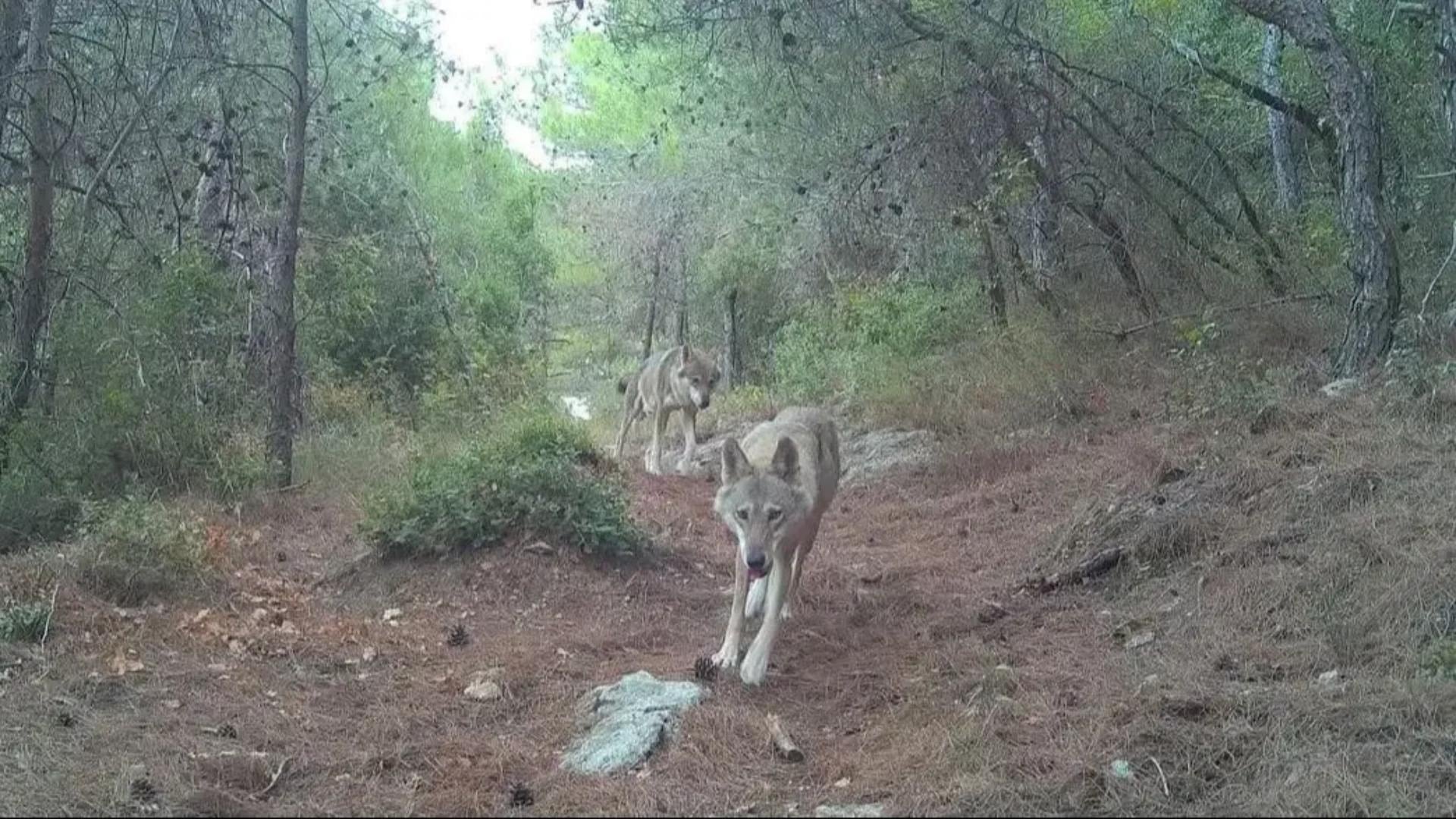 Rare Sighting: Two Grey Wolves Spotted in Akkar for the First Time in ...
