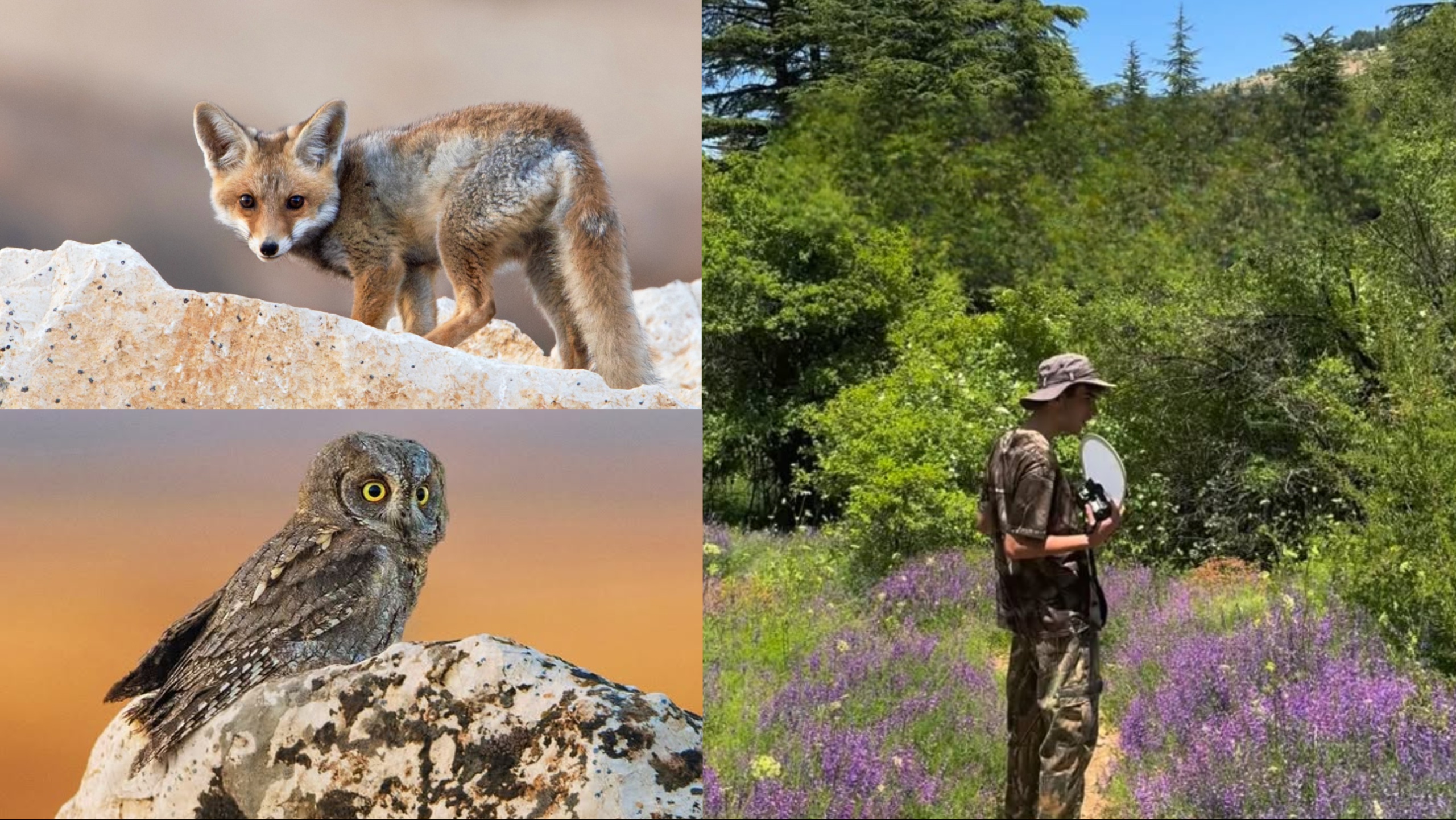 Lebanese Photographer Showcases Lebanon's Wildlife in Stunning Photos ...