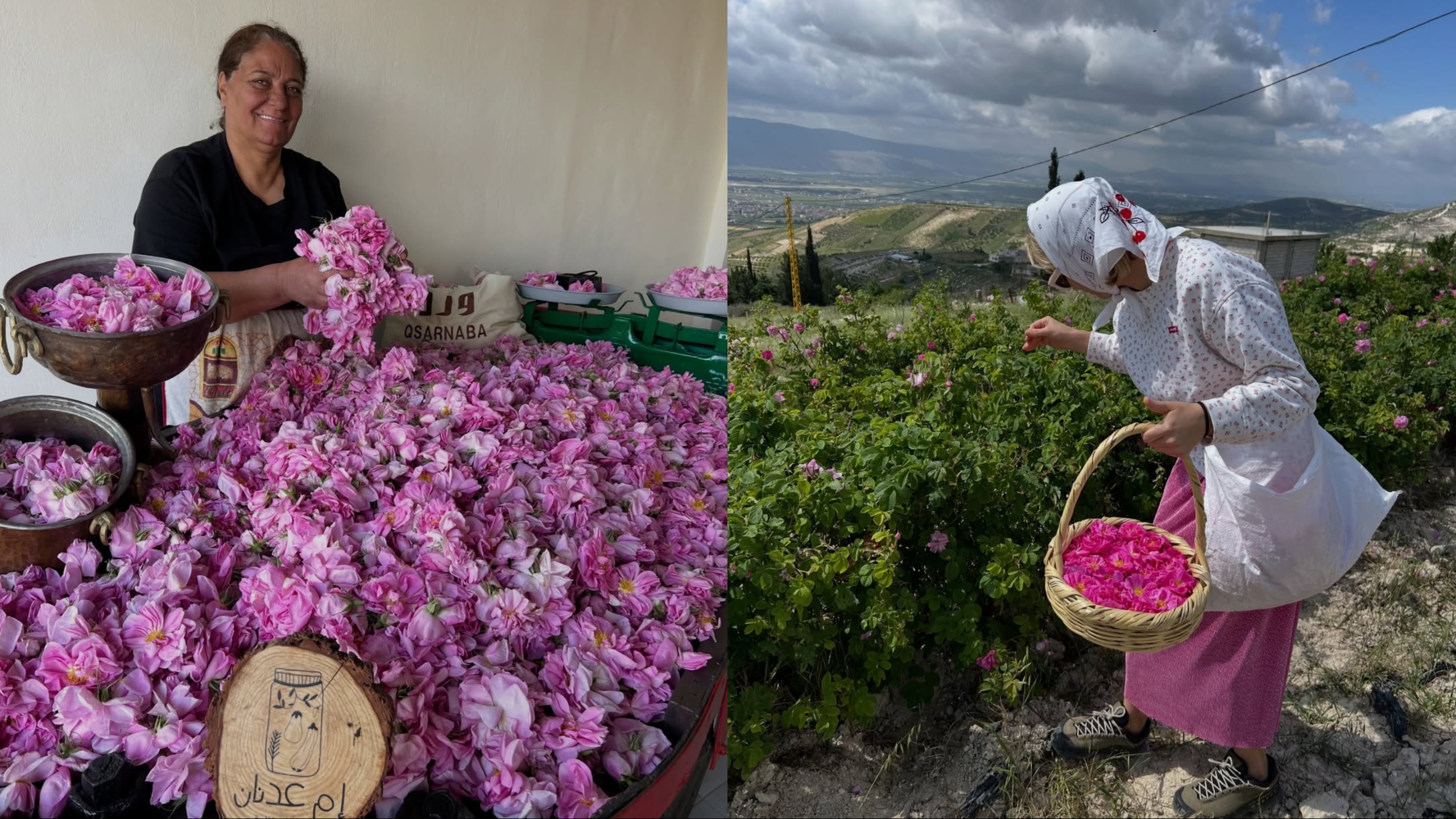 The Ultimate Spring Activity in Lebanon: Rose-Picking with Emm Adnan ...